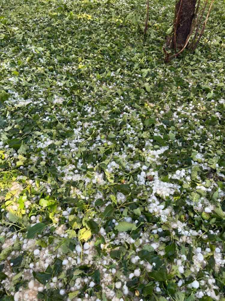 Dolu Yağışı 40 Bin Dekar Arazide Zarara Neden Oldu - Diyarbakır Son ...